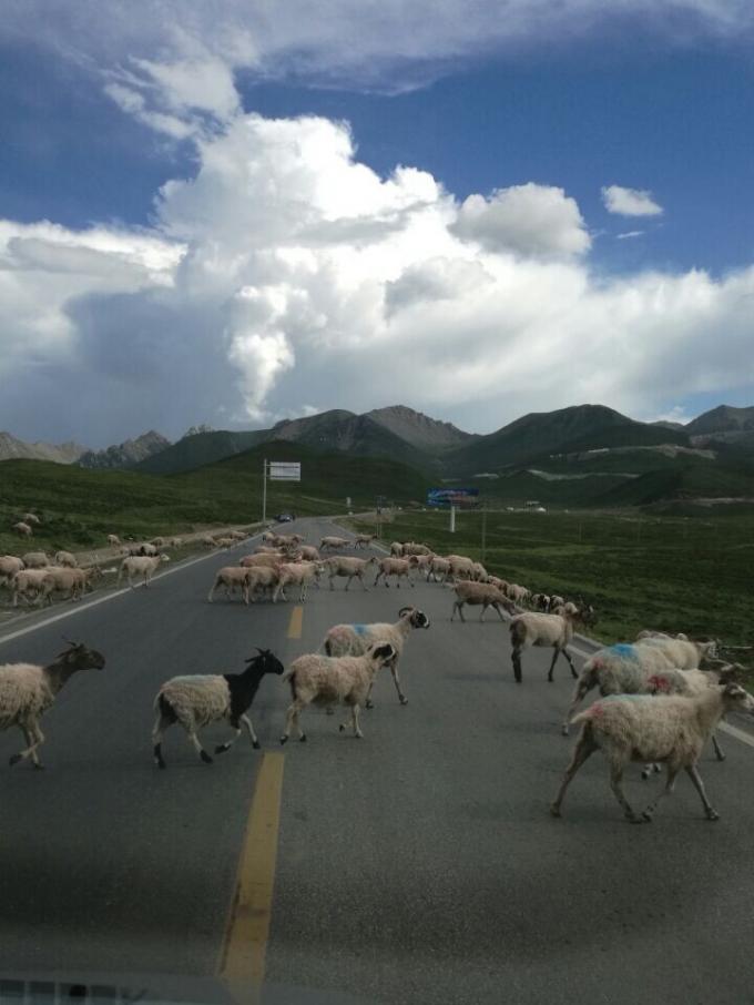 Blue / Red / Green three colors Aerosol Animal Marking Spray for pigs ...